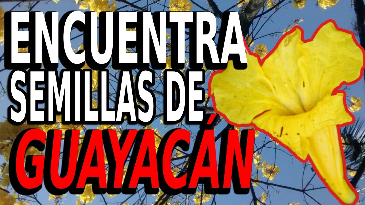 Semillas De Guayacán Cómo Encontrarlas Fácil Araguaney Guayacan