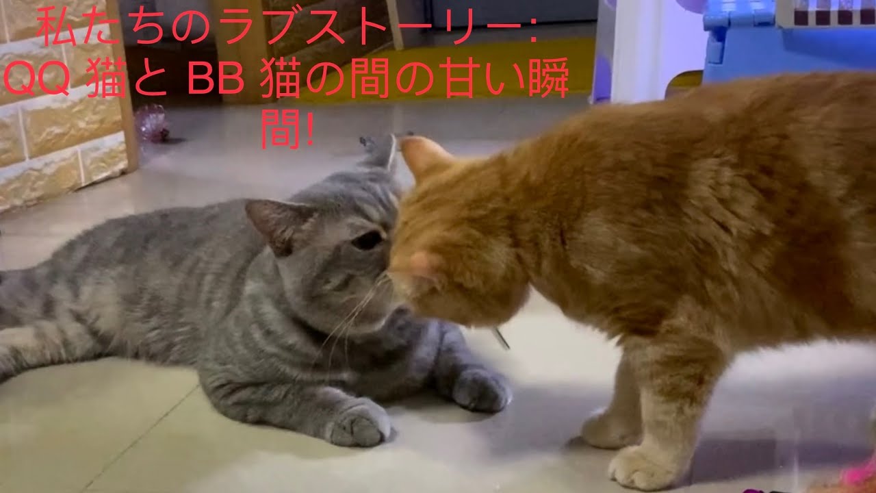 Trending Cute Cats Funny Reels Youtube