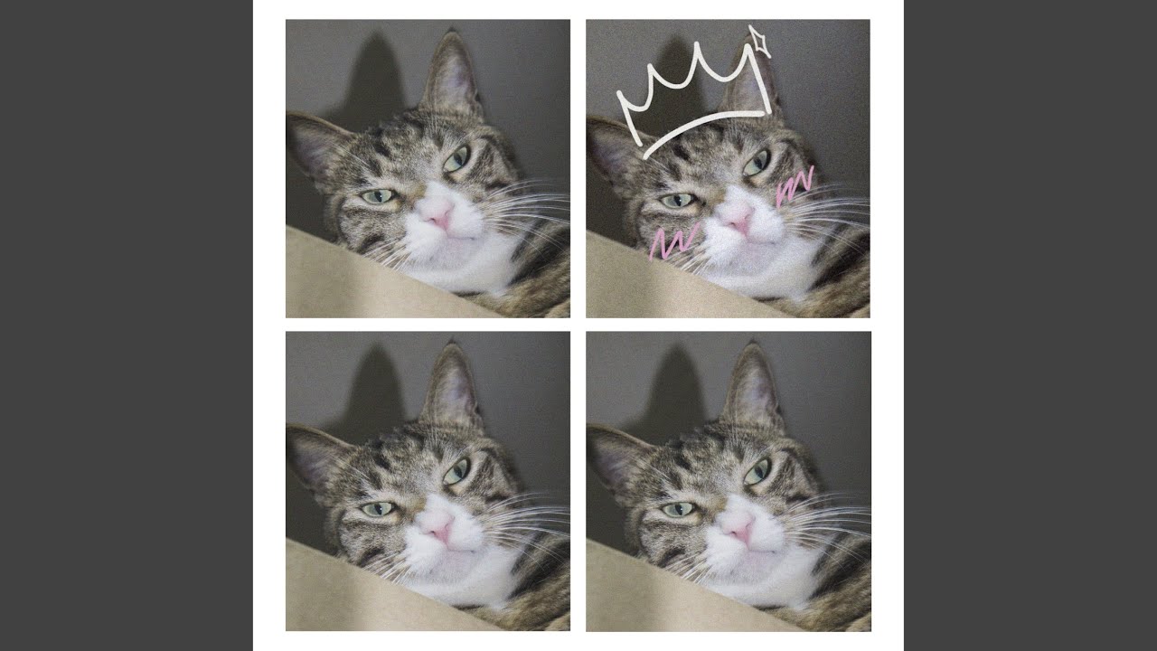 Cat Youtube