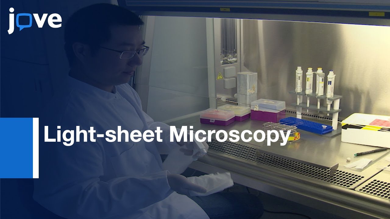 Light Sheet Microscopy For 3d Visualization Of Immune Cells Protocol