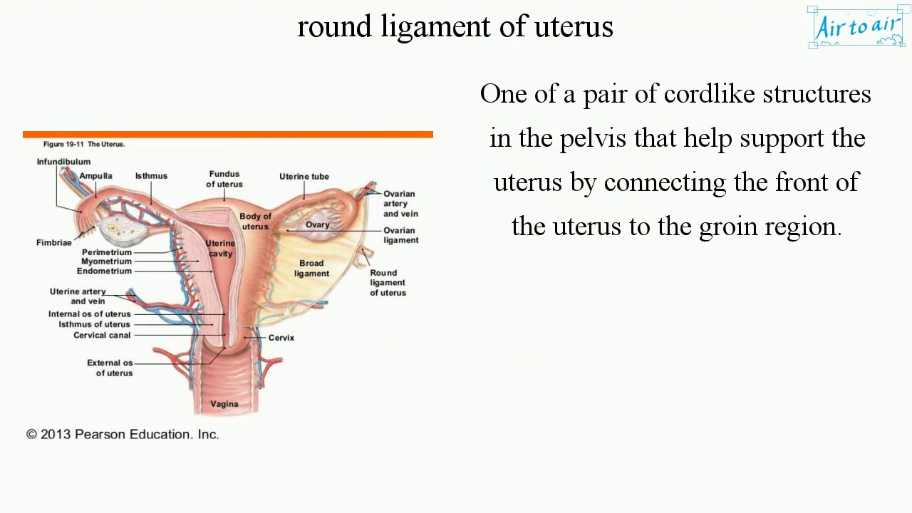 Round Ligament