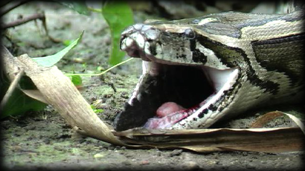 Python Attack Compilation 03 Music Youtube