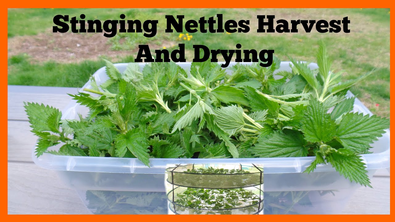 Harvesting And Drying Stinging Nettle For Supplement Use Youtube