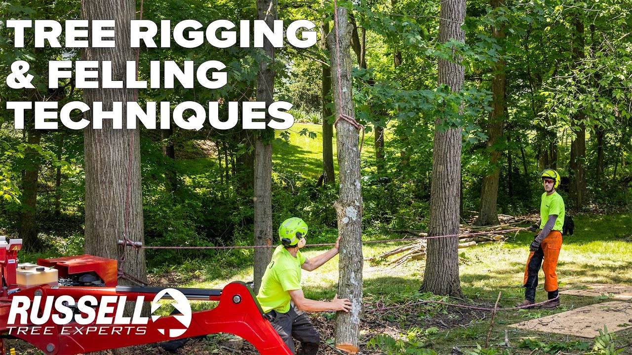 Rigging For Tree Felling At Patrick Oala Rarua Blog