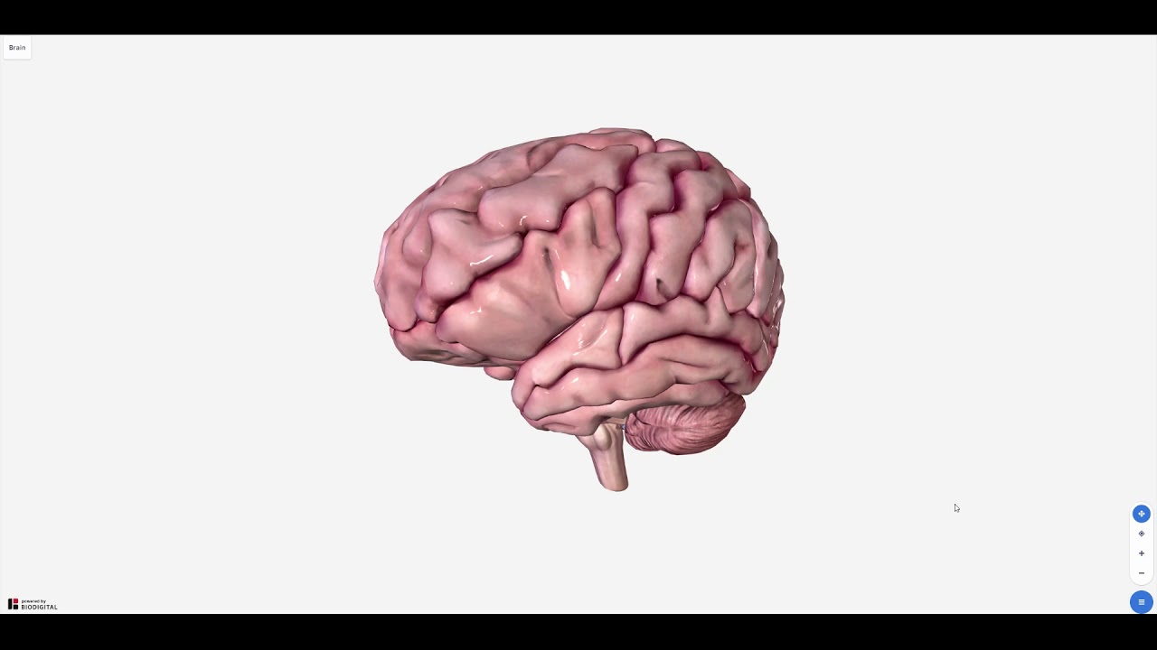 Introduction To Biodigital Human Youtube