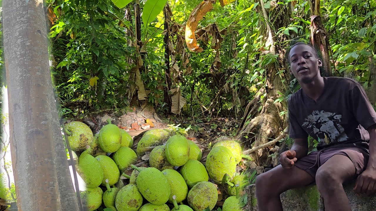 Slowmo Picking The Last Crop Of Breadfruit From The Tallest Tree In