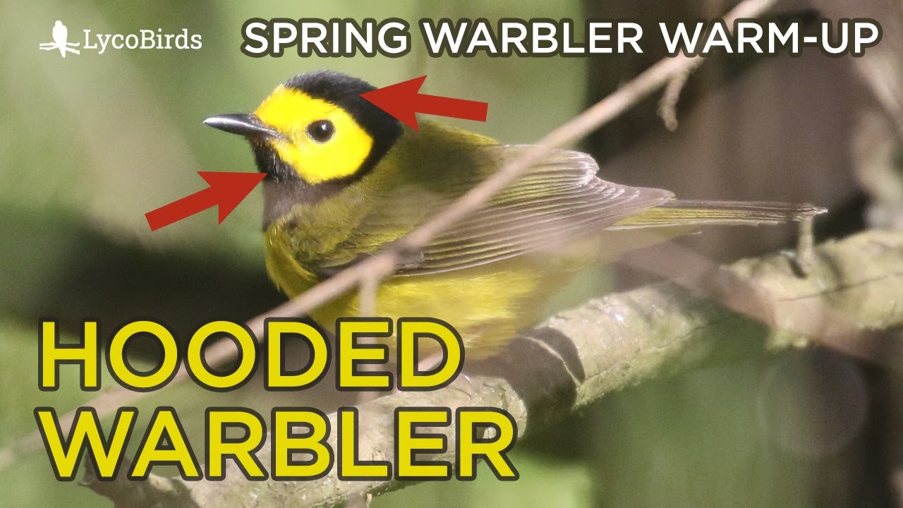 Hooded Warbler Identification Spring Warbler Warm Up Youtube