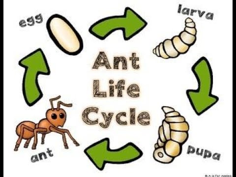 The Ant Life Cycle With Diana Youtube