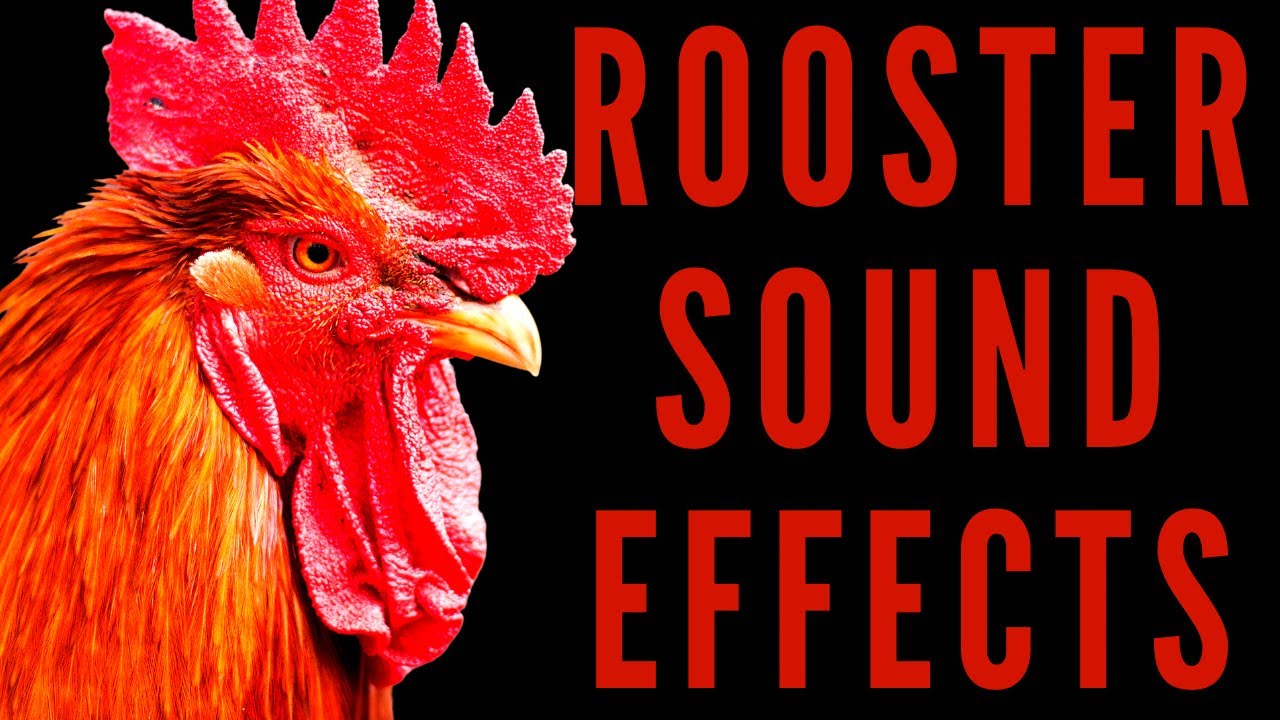 Rooster Sound Effects Rooster Crowing Youtube