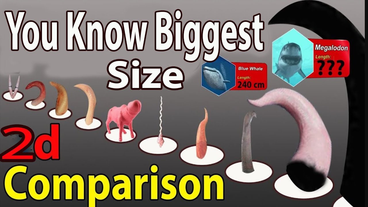 Size Comparison In 2023 Exploring Animal Size Diversity Youtube