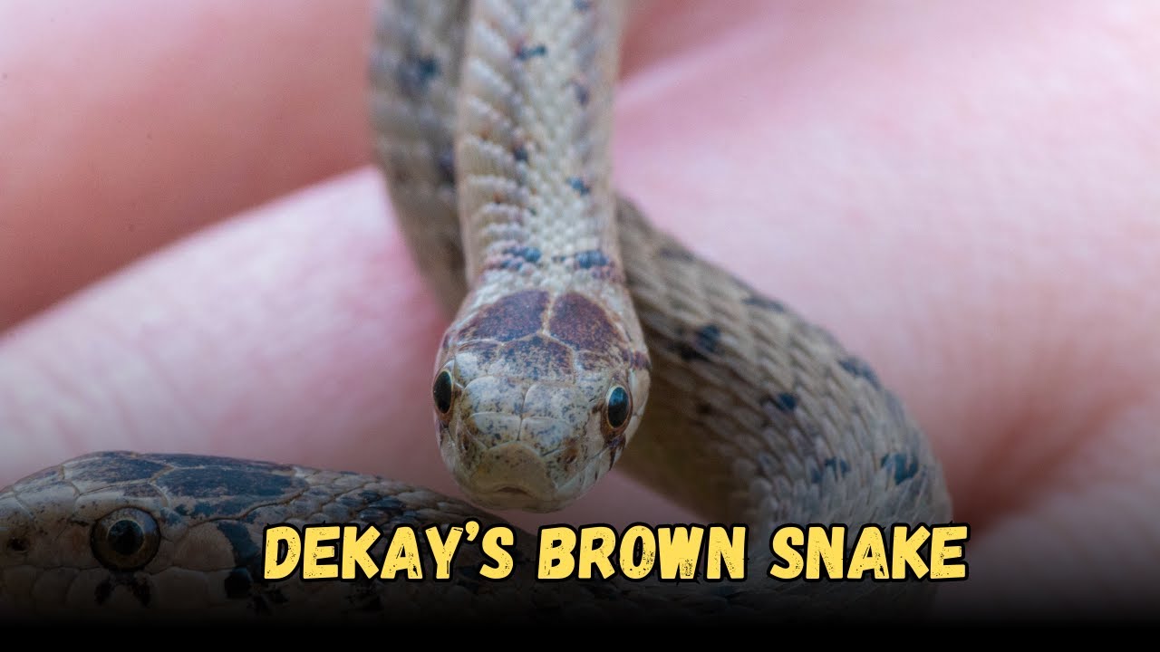 Dekay S Brown Snake Best Friendly Pet Snakes Buying Cost Diet Care