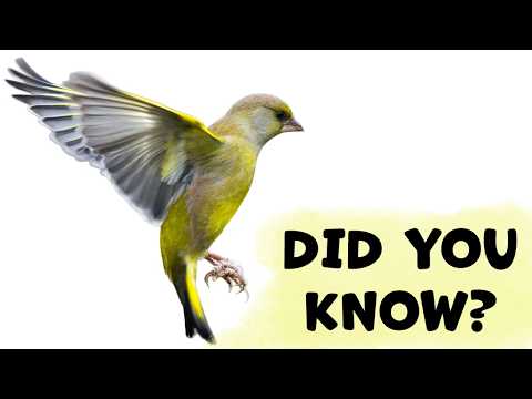 Greenfinch Species Guide Things You Need To Know Youtube