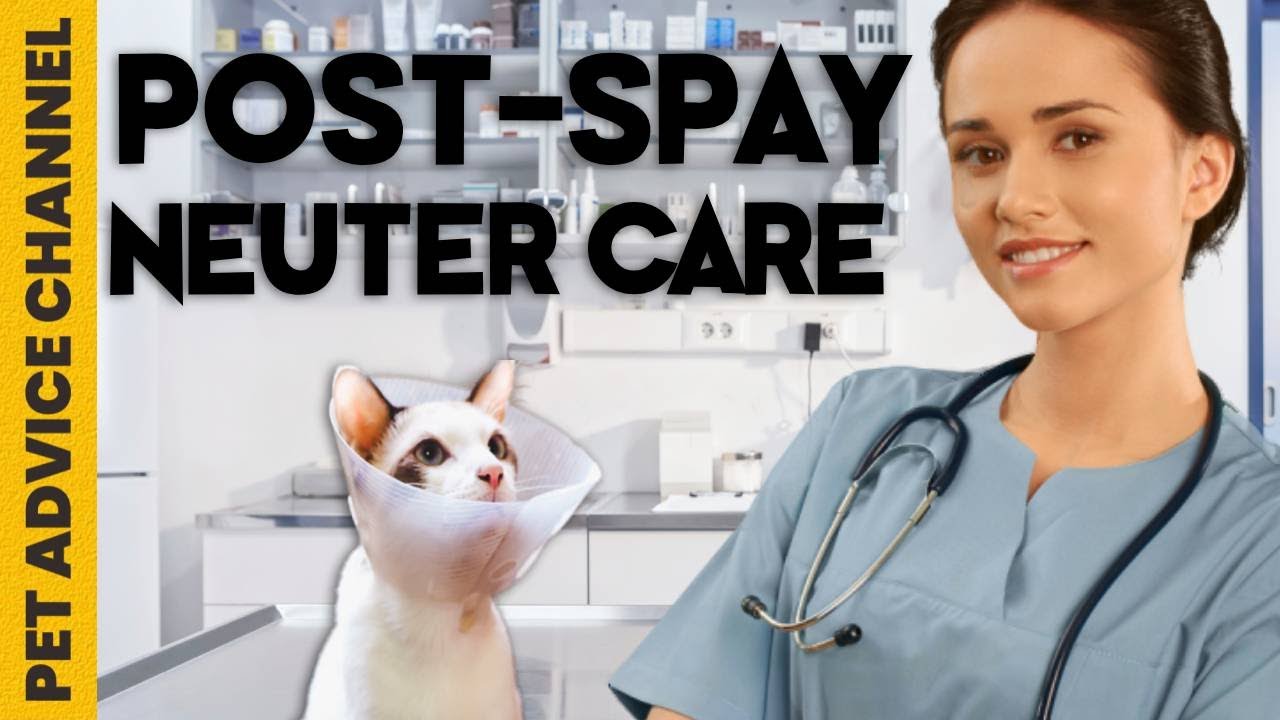 Post Neuter Care For Your Cat 5 Things To Do Icat Shop