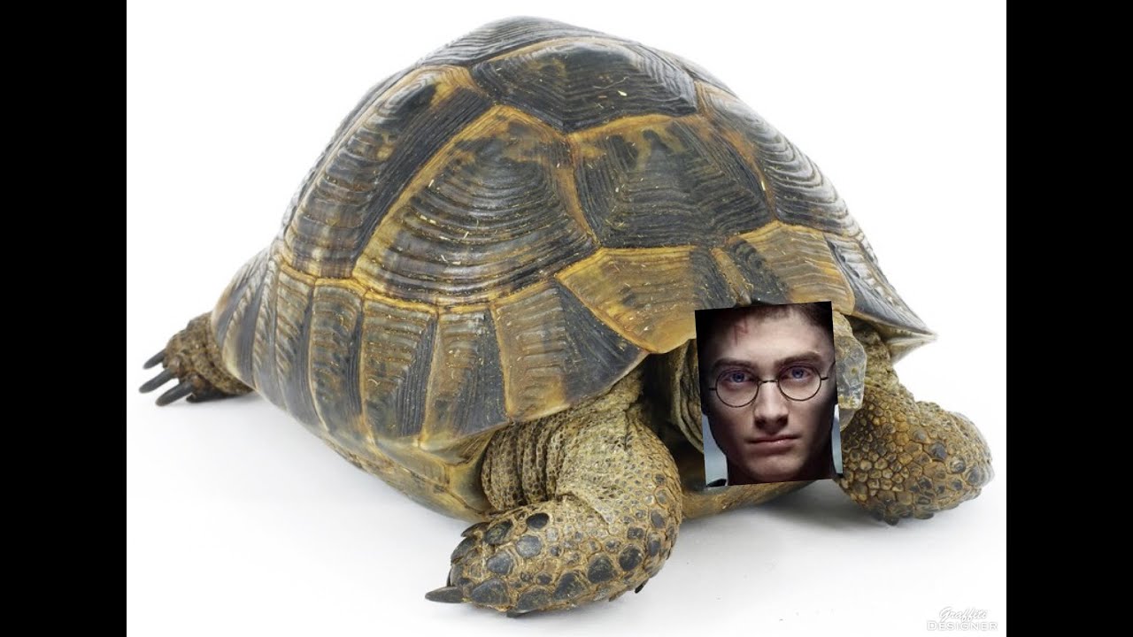 Harry Potter The Tortoise вљўпёџ Youtube