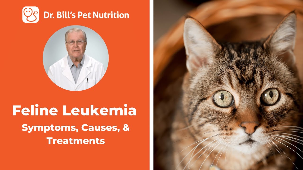 Leukemia Symptoms Cat