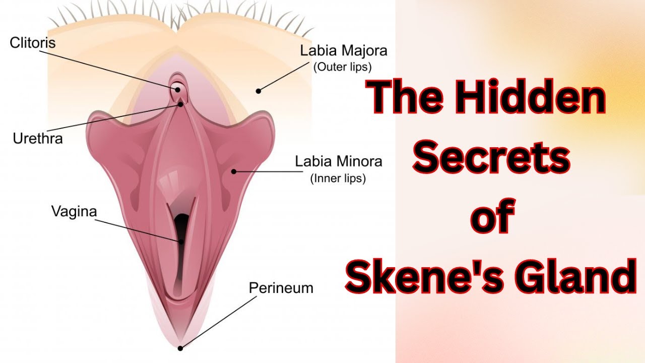Skenes Glands Diagram The Female Reproductive System Boundless