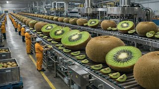 Inside A Modern Kiwi Factory From Farm To Fresh Kiwi Desserts The Whole ...