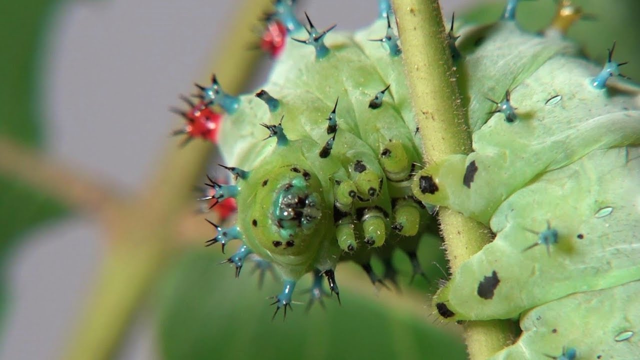 Cecropia Moth Caterpillars From Egg To Starting A Cocoon Youtube