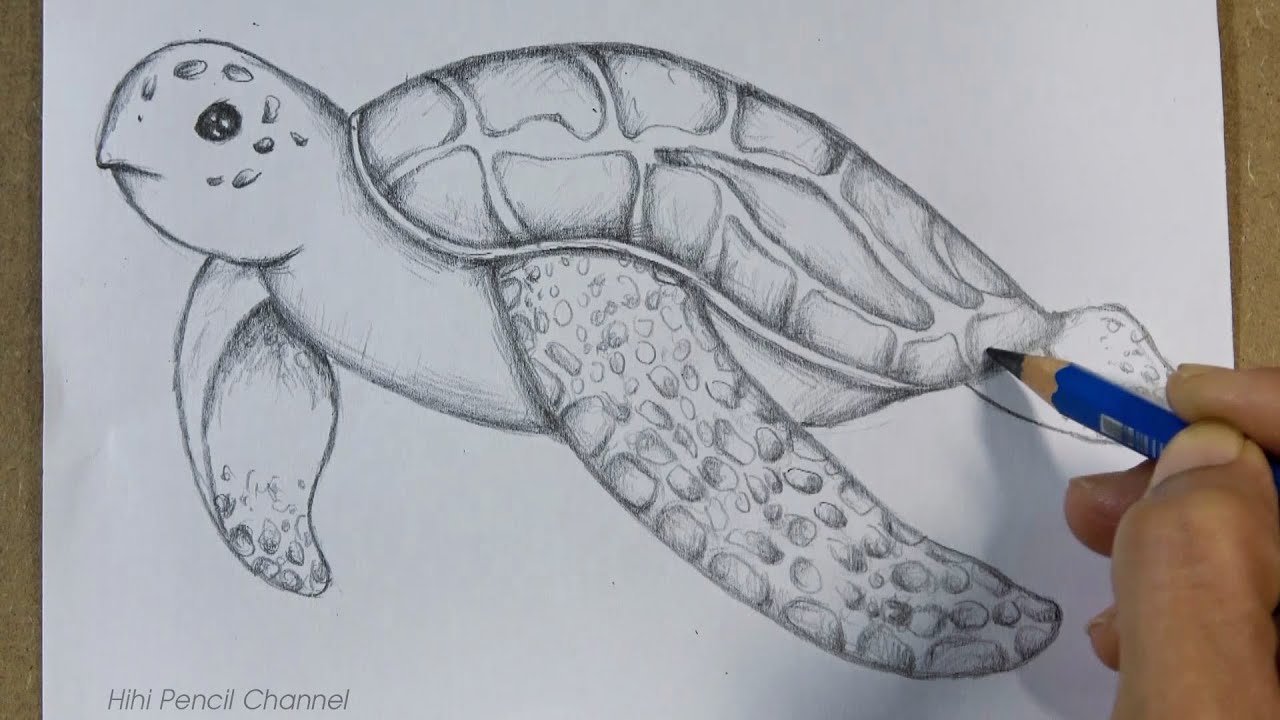 How To Draw A Sea Turtle Step By Step Pencil Sketch Youtube