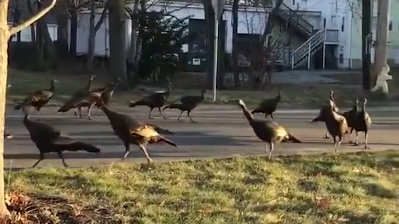 Turkeys Circling A Dead Cat Youtube