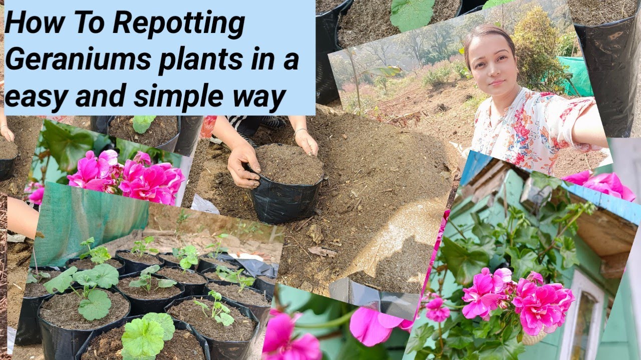 How To Repotting Geraniums Plants In A Easy And Simple Way Flowerlovers