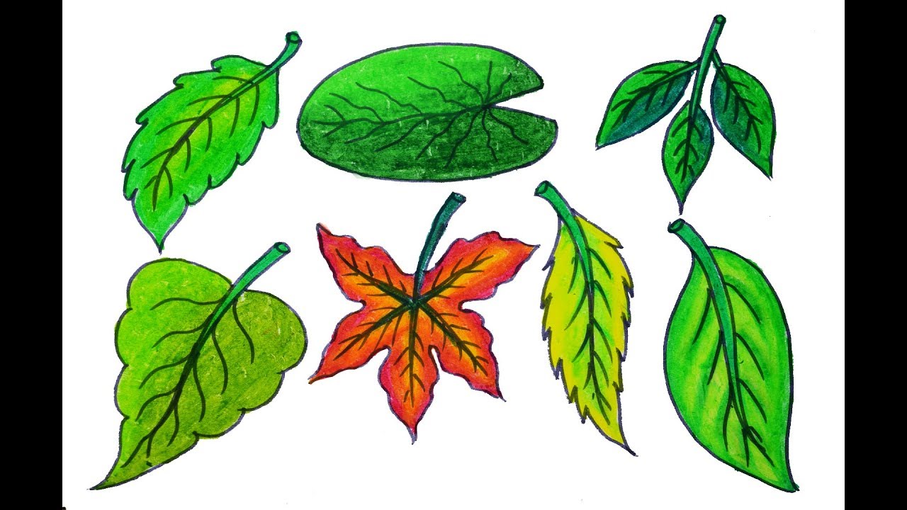5 Different Types Of Leaves Drawing Design Talk