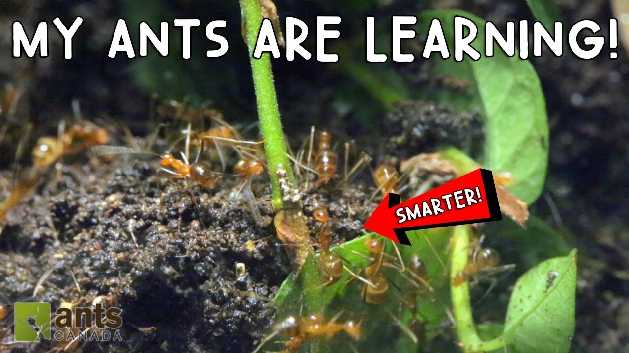 My Ants Are Learning Youtube