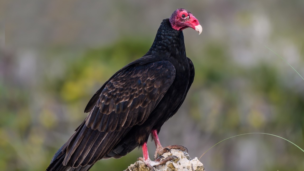 Buzz Bit Turkey Vultures Youtube