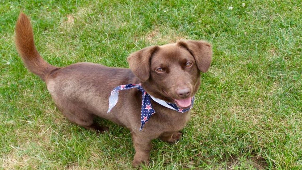 Miniature Dachshund Lab Mix At Christopher Bronson Blog