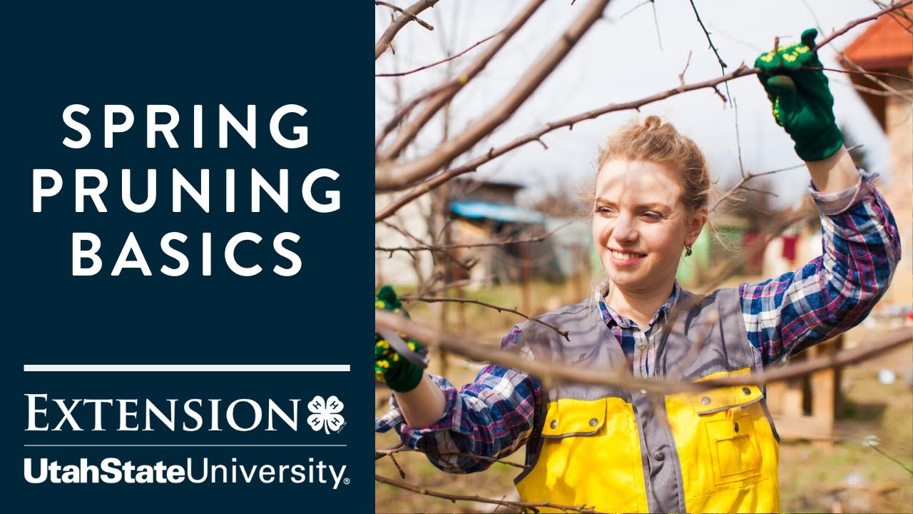 Spring Pruning Basics Youtube