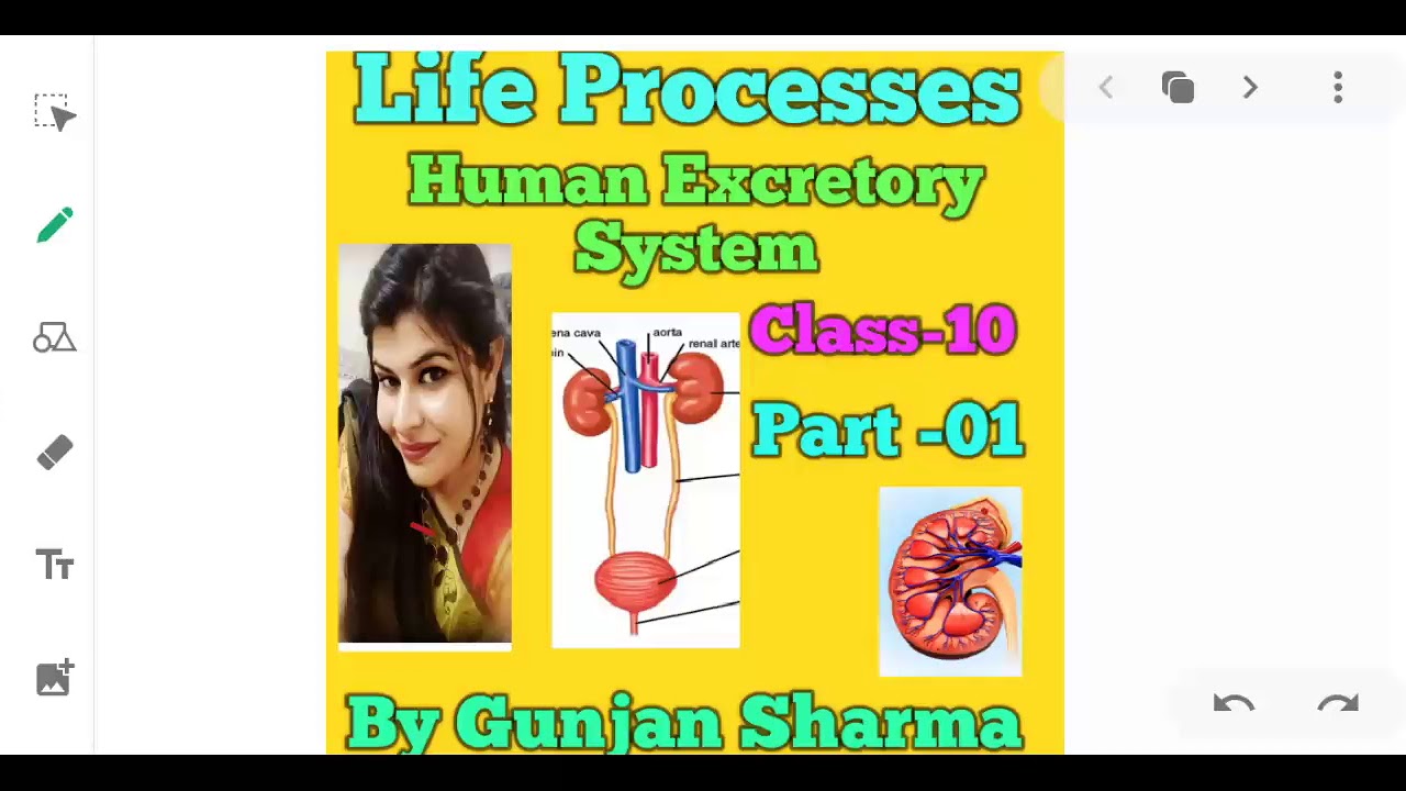 Excretion In Human Beings Life Processes Class 10 Chapter6 Science