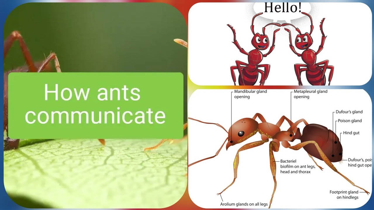 How Ants Communicate With Each Others Information About Ant S Life