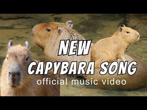 рџђѕ New Capybara Song Capy Vibe рџћ Official Music Video Youtube
