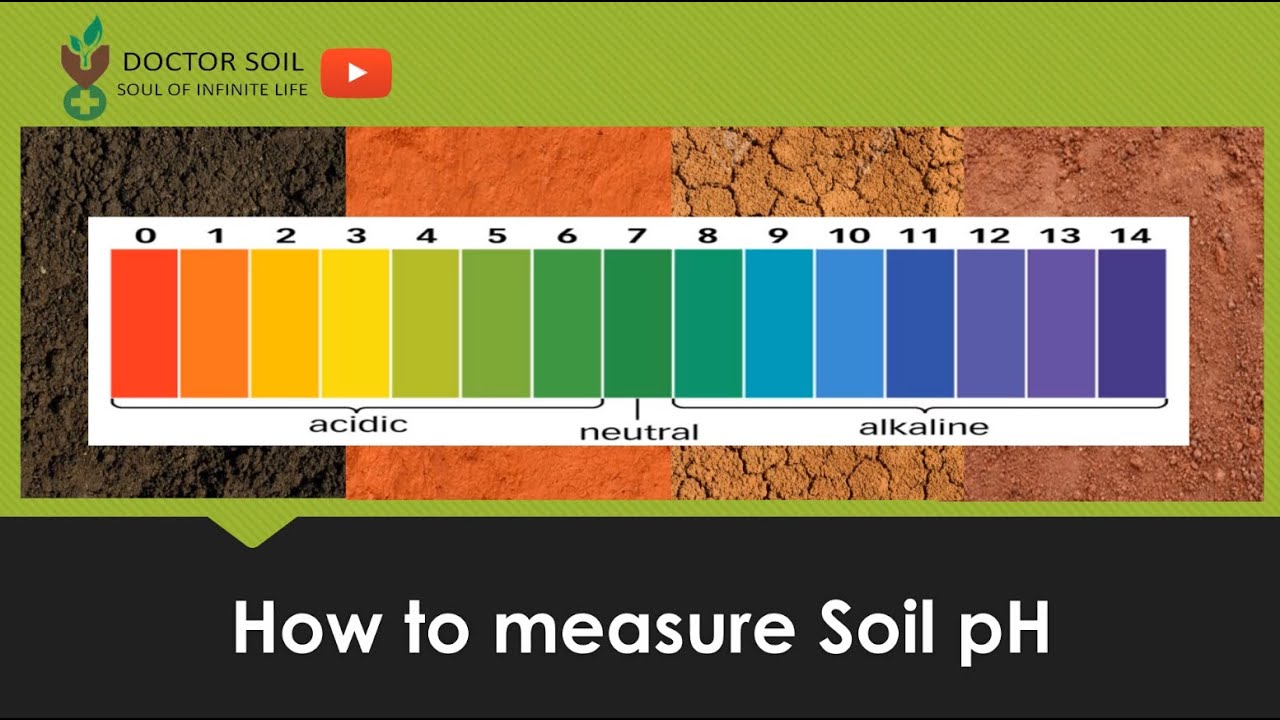 How To Measure Soil Ph With Ph Meter At Layla Nankervis Blog