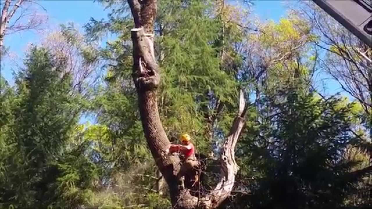 Dangerous Tree Removal Youtube