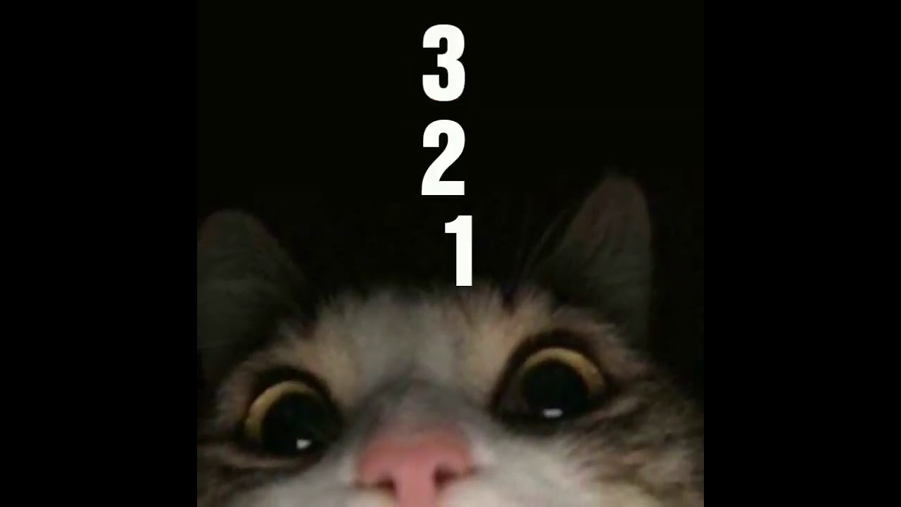 Puspin Life Adopted Puspins And Family Youtube