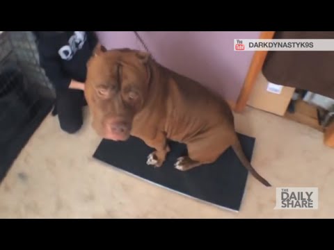 poncecybernews.com: VIDEO: Hulk el perro de la raza pitbull más grande ...