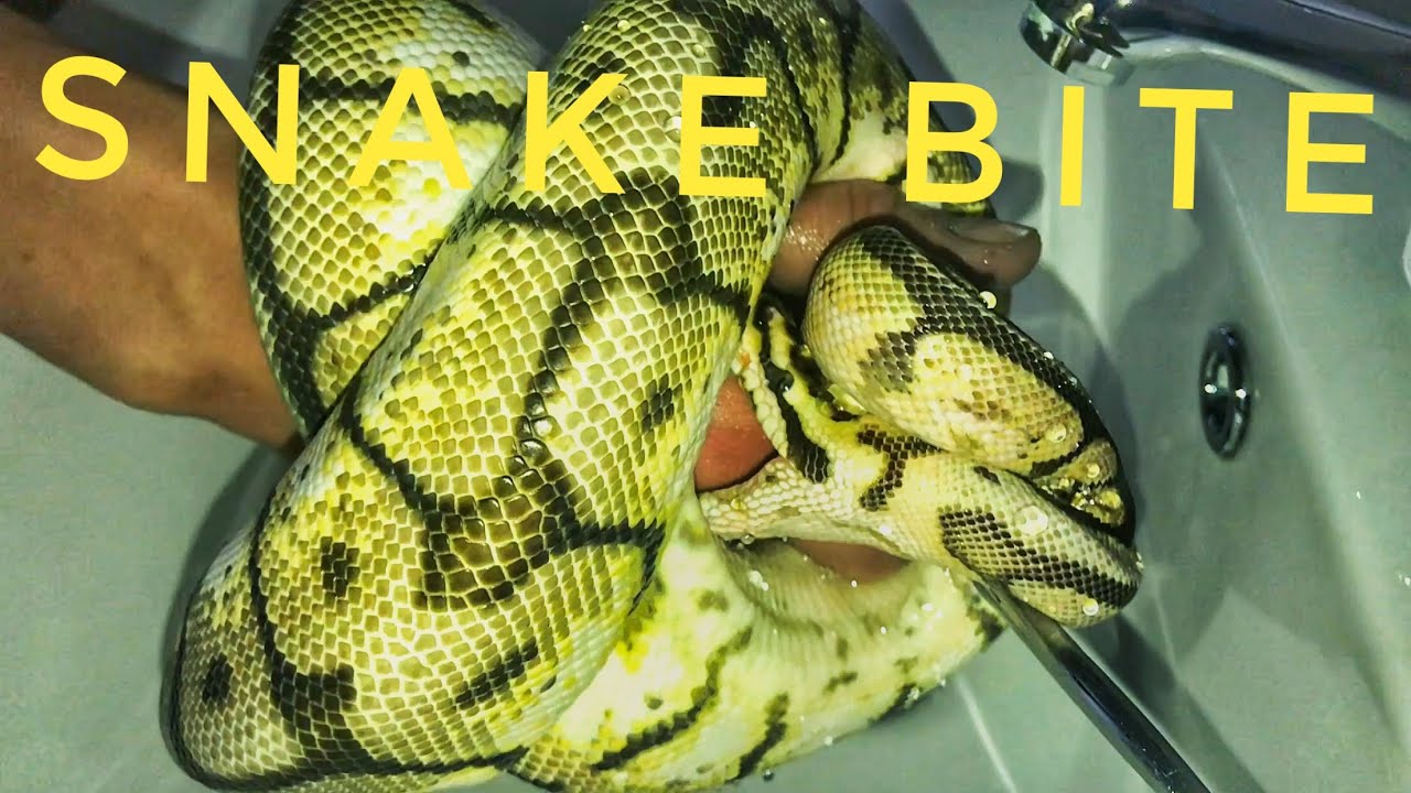 Ball Python Bite 亞 Youtube