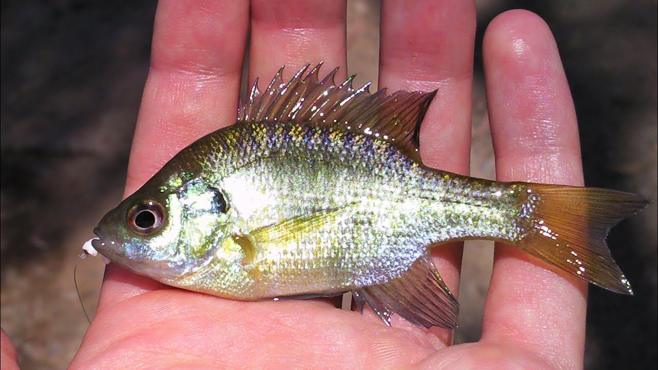 Bluegill Hatchlings