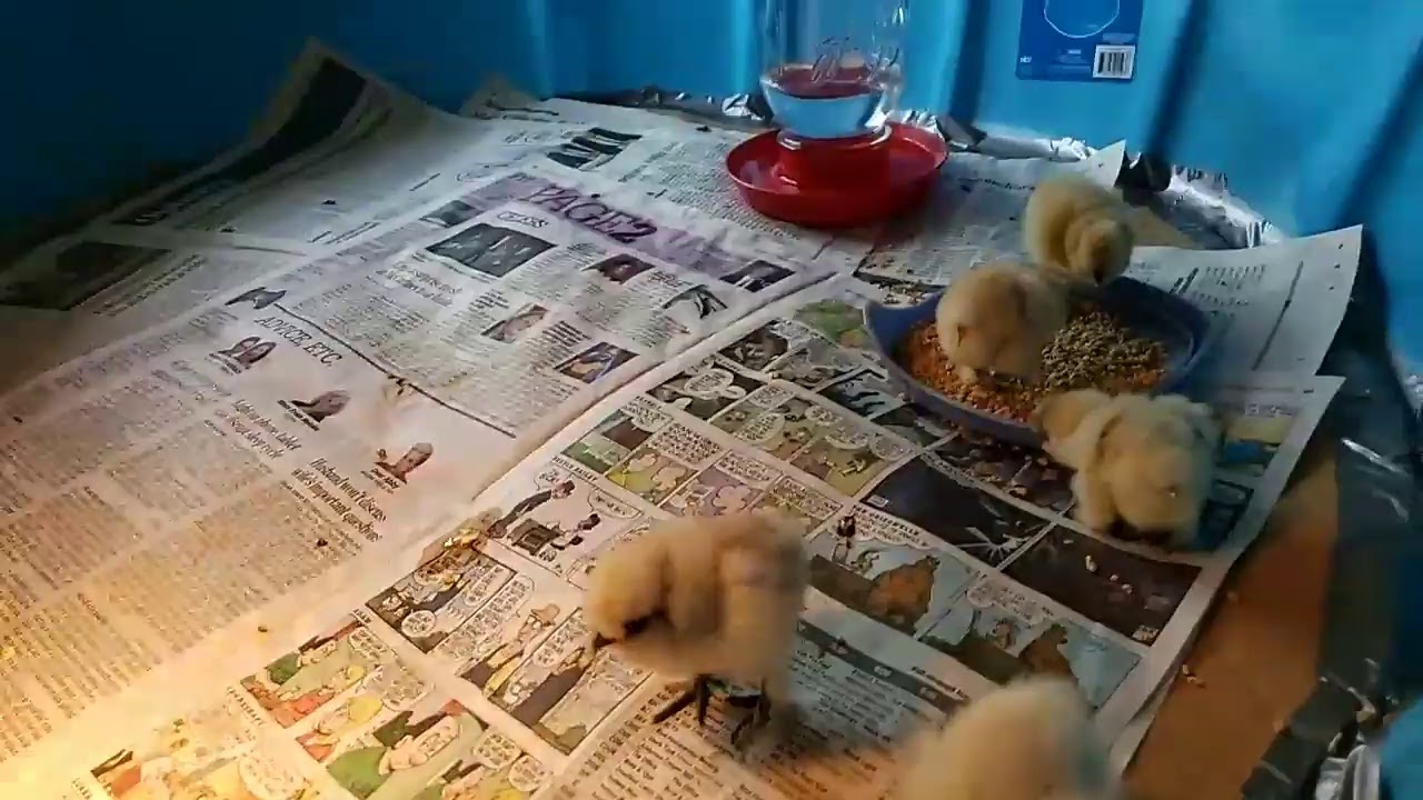Chickens Youtube