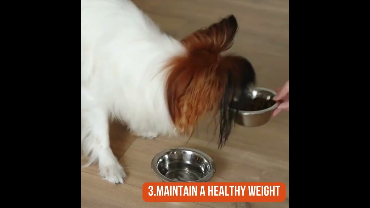 5 Pet Care Tips Pet Lifestyle Housepetscare