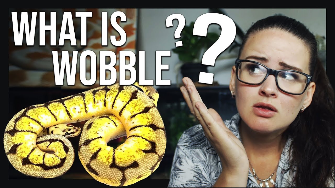 What Is Wobble Spider Ball Pythons Youtube