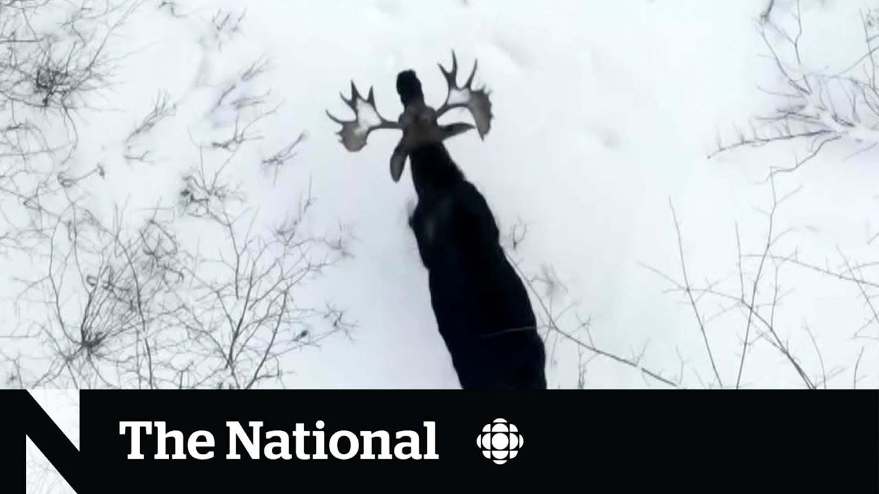 Bull Moose Shedding Its Antlers Caught On Video The Moment Youtube