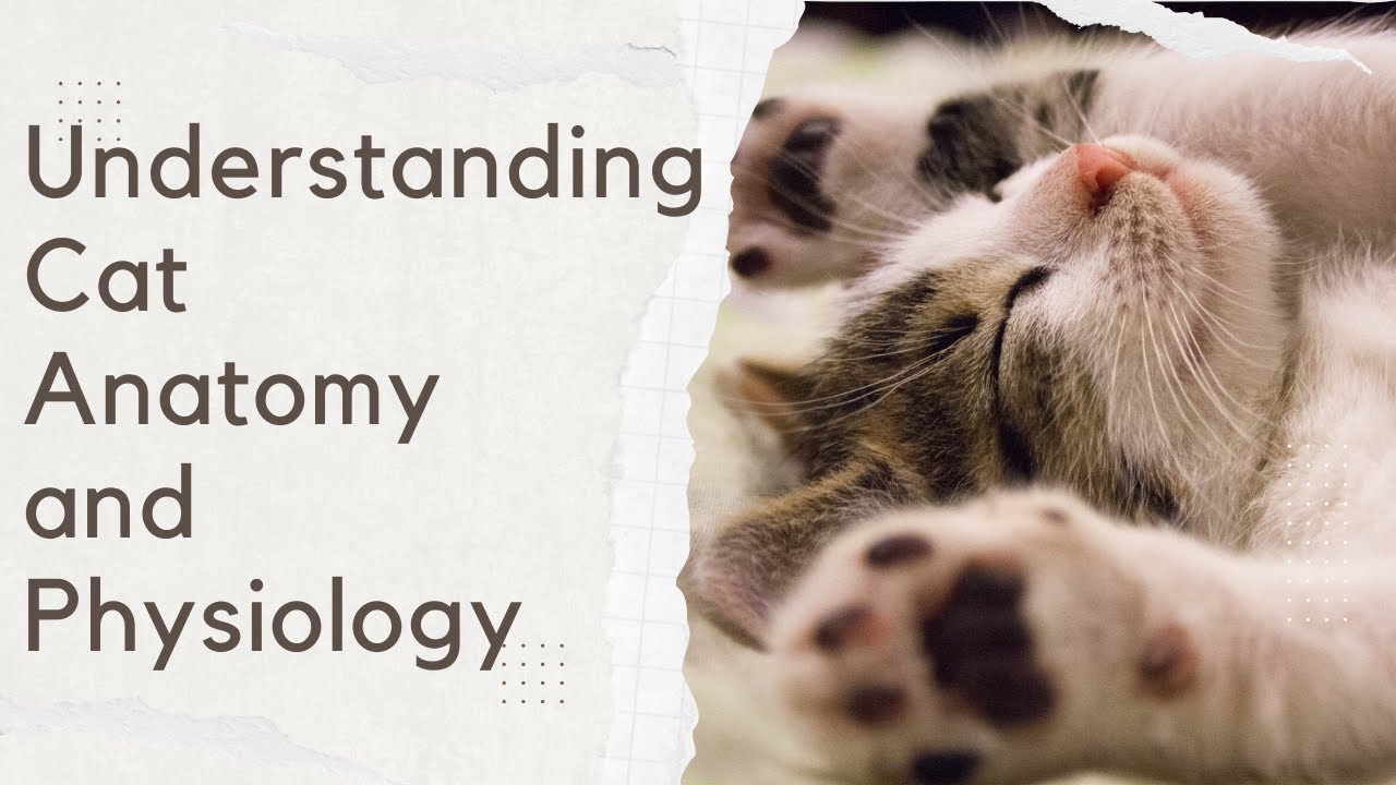Understanding Cat Anatomy And Physiology A Comprehensive Guide Youtube