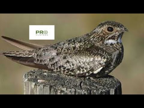 Common Nighthawk Sound Bird Call For Pro Hunters Youtube