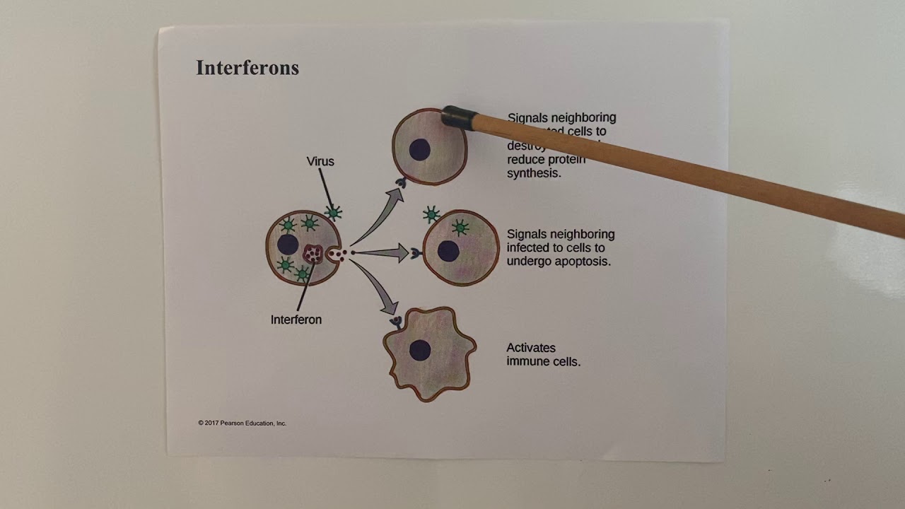 Interferons Youtube