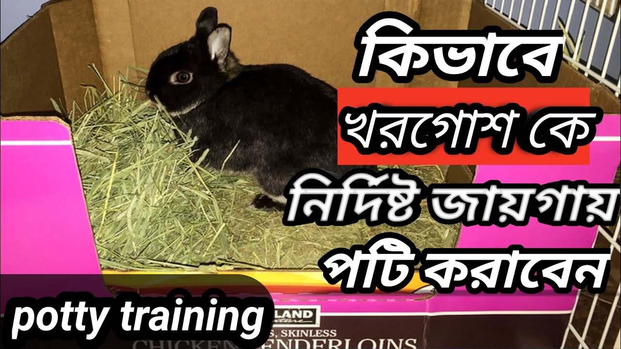 Potty Train Your Rabbit At Lenore Schwartz Blog