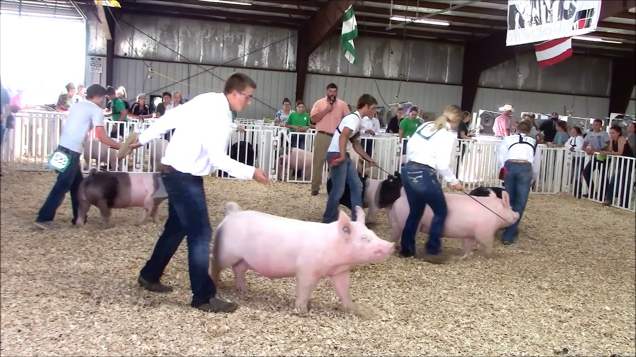 Raising 4 H Swine For
