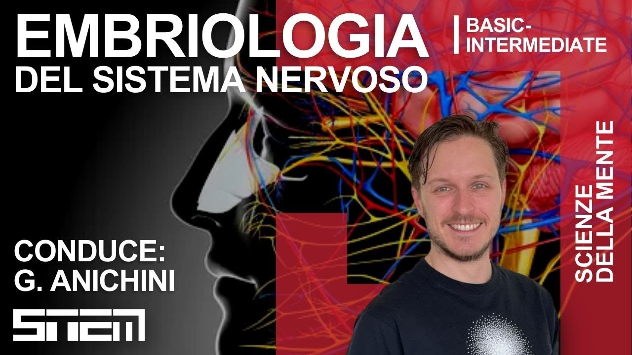 Embriologia Del Sistema Nervoso Basic Intermediate Youtube