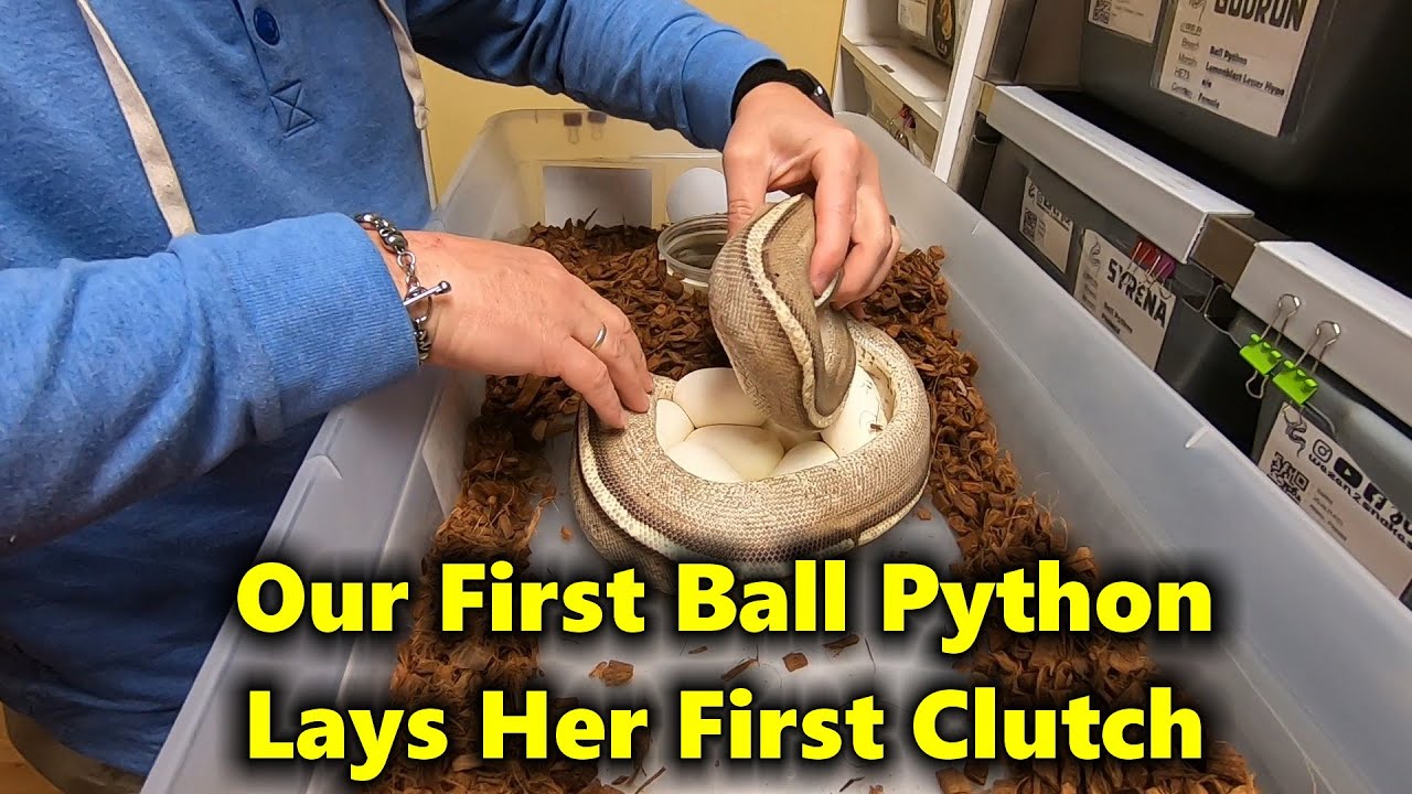 Our First Ball Python Lays Her First Clutch Youtube
